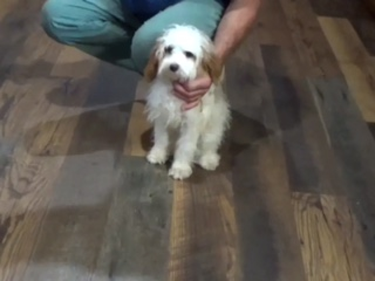 Toy, Mini, and Medium Goldendoodle puppies for sale